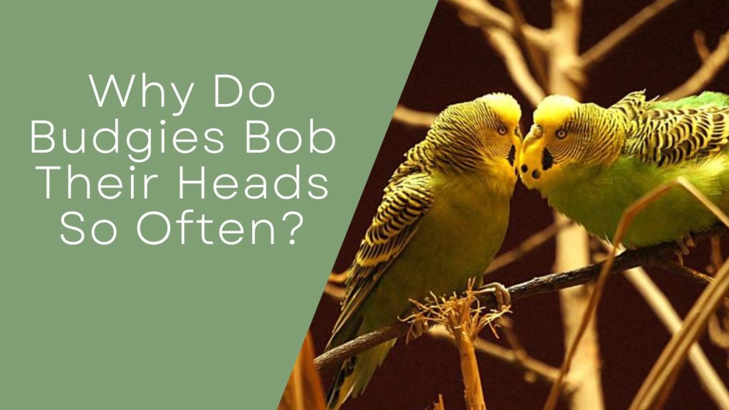 Why Do Budgies Bob Their Heads So Often?