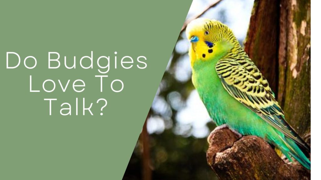 Do Budgies Love To Talk? | Budgiefly