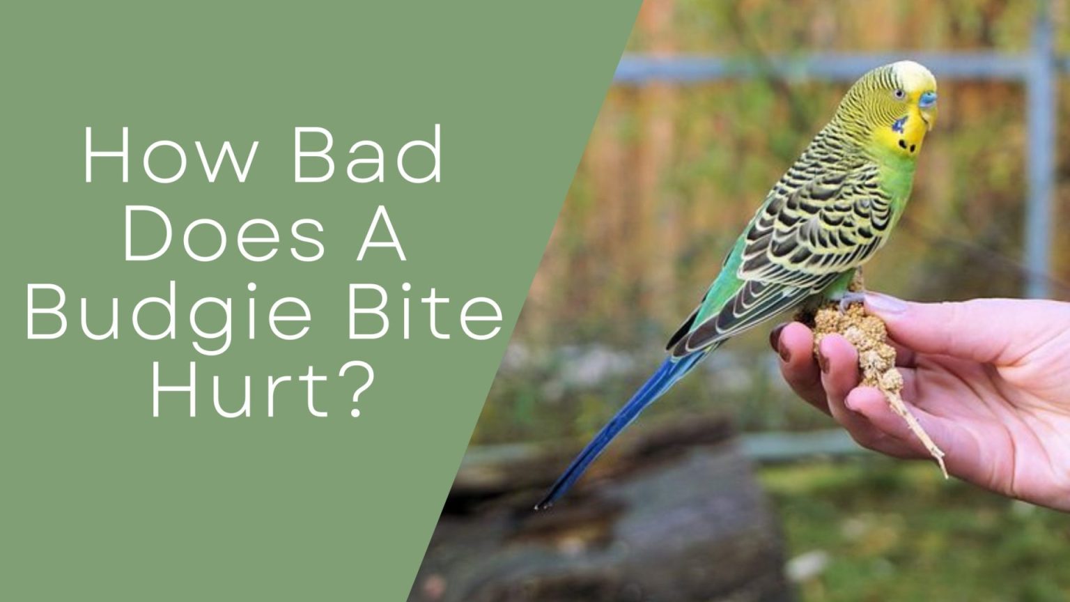 How Bad Does A Budgie Bite Hurt?