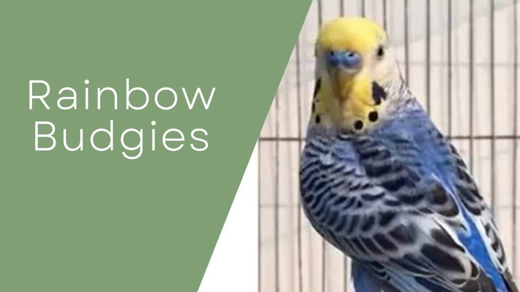 Rainbow Budgies-Important Things To Know