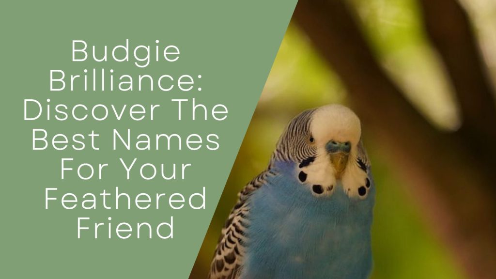 Budgie Brilliance: Discover The Best Names For Your Feathered Friend