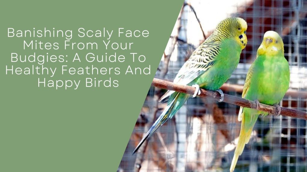 Banishing Scaly Face Mites From Your Budgies: A Guide To Healthy ...