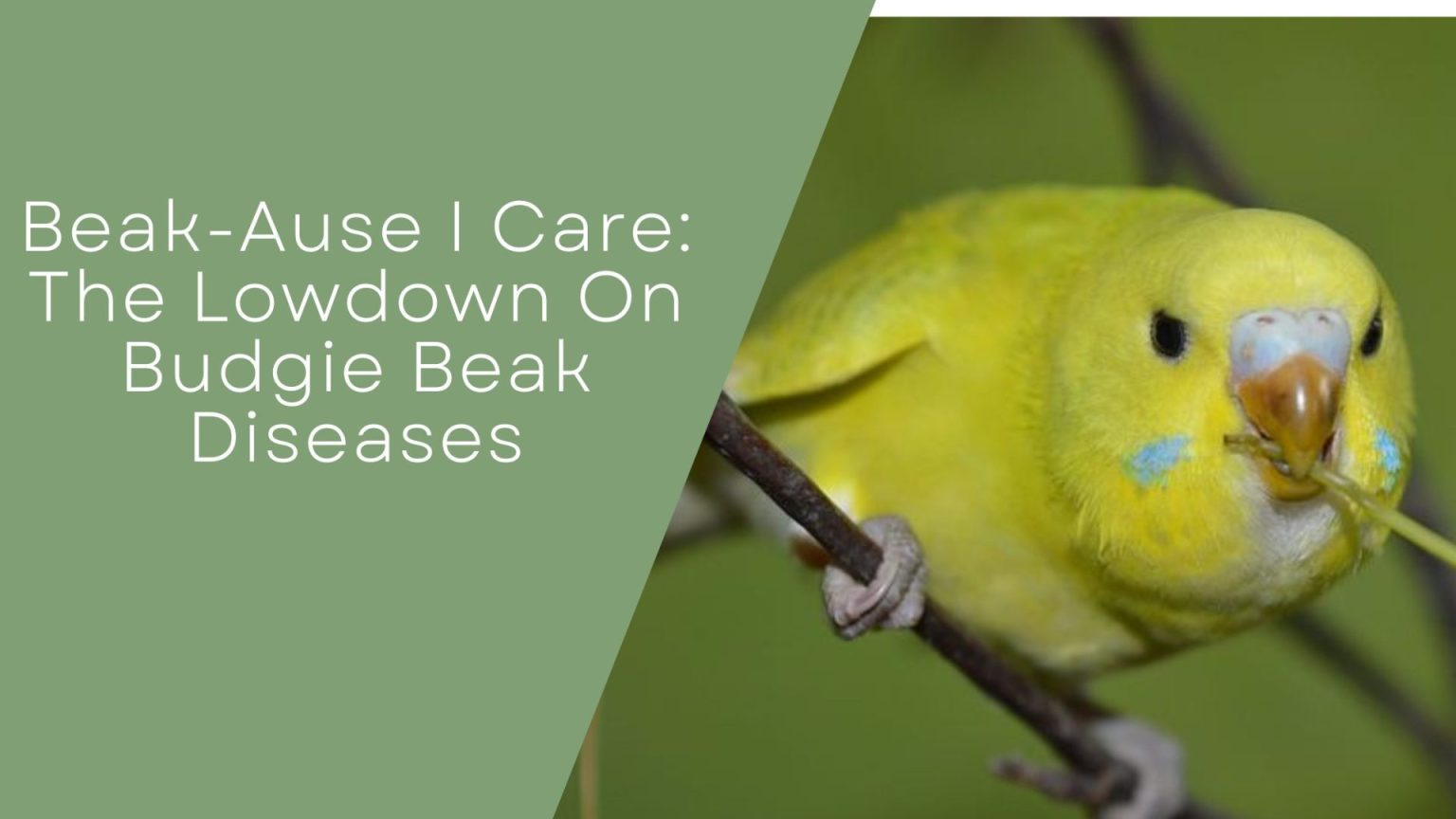 Beak-Ause I Care: The Lowdown On Budgie Beak Diseases