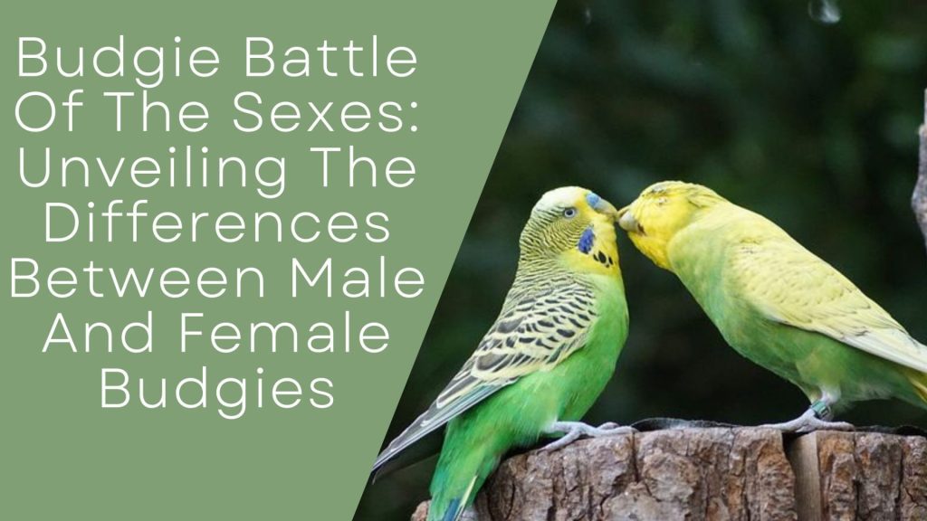 Budgie Battle Of The Sexes: Unveiling The Differences Between Male And ...
