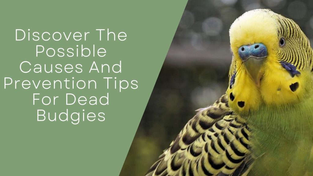 Discover The Possible Causes And Prevention Tips For Dead Budgies