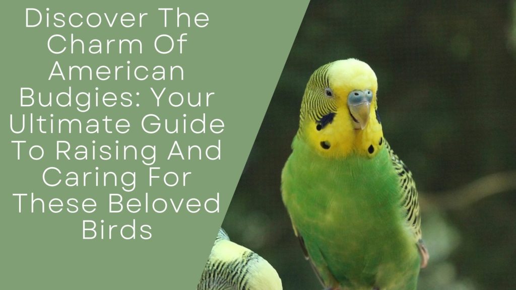 Discover The Charm Of American Budgies: Your Ultimate Guide To Raising ...