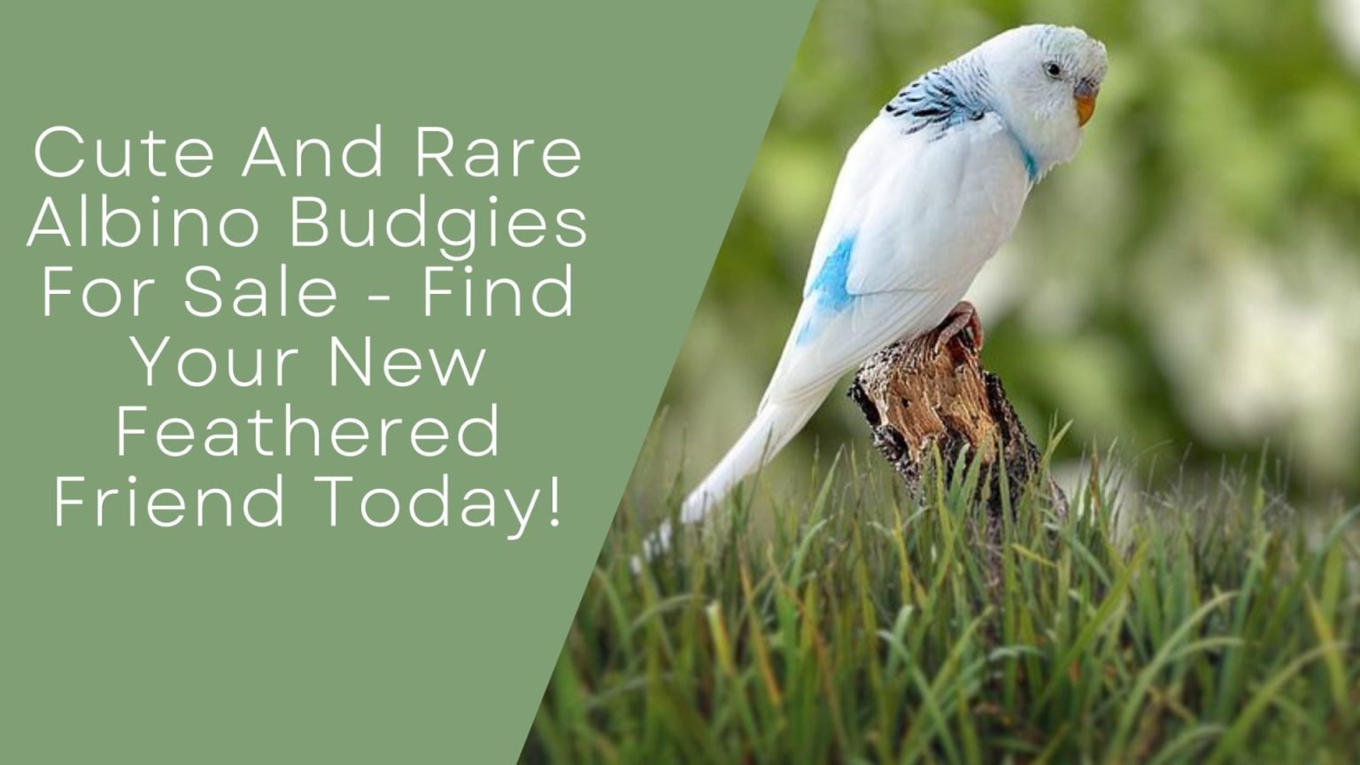 Cute And Rare Albino Budgies For Sale - Find Your New Feathered Friend ...