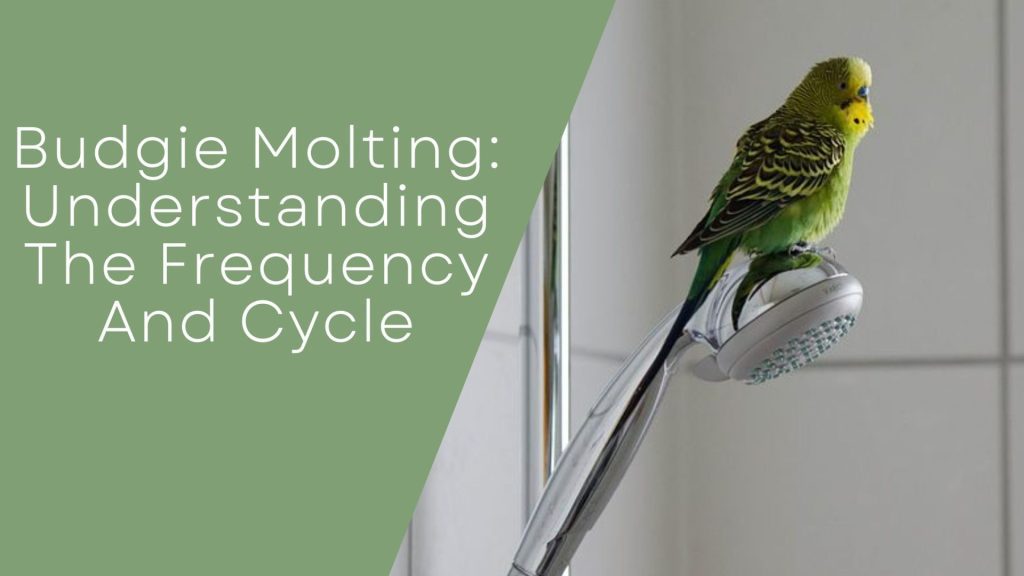 Budgie Molting: Understanding The Frequency And Cycle