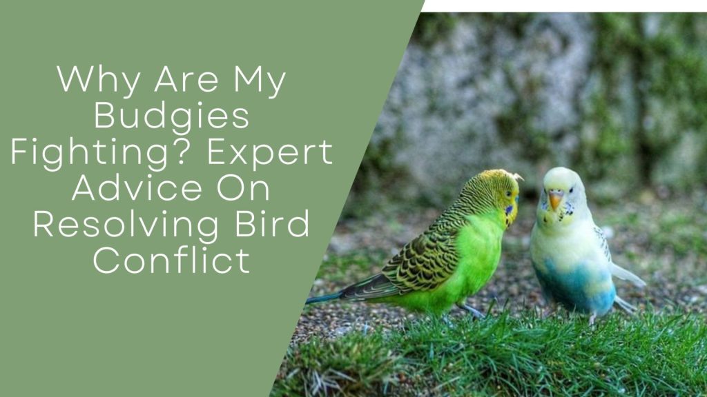 Why Are My Budgies Fighting? Expert Advice On Resolving Bird Conflict
