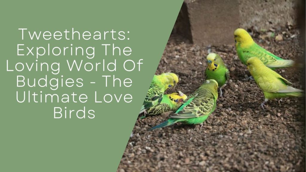 Tweethearts: Exploring The Loving World Of Budgies - The Ultimate Love ...