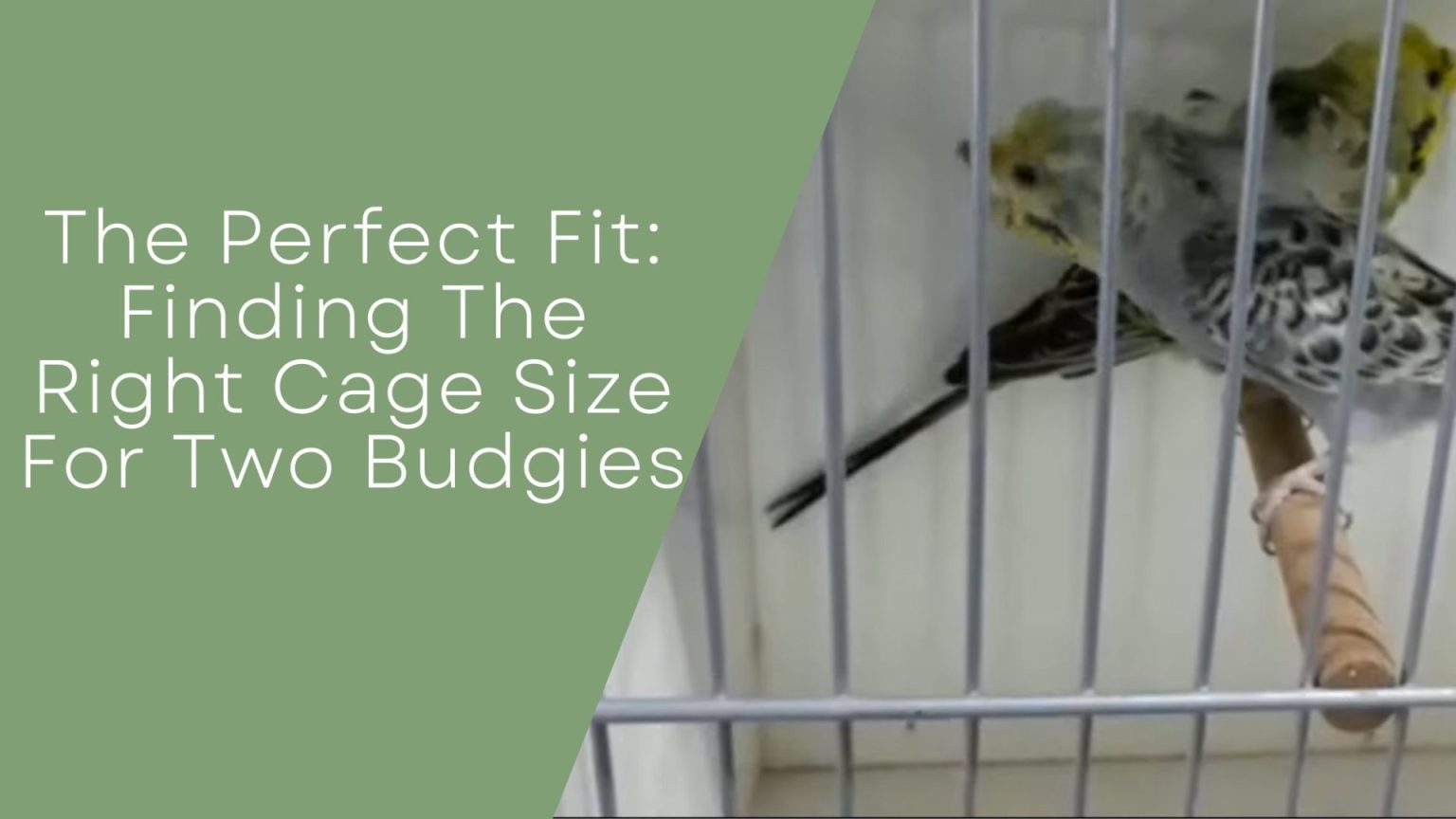 The Perfect Fit: Finding The Right Cage Size For Two Budgies