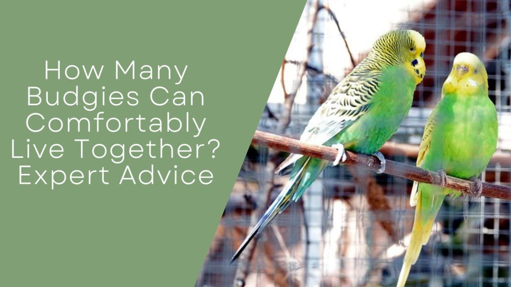 How Many Budgies Can Comfortably Live Together? Expert Advice