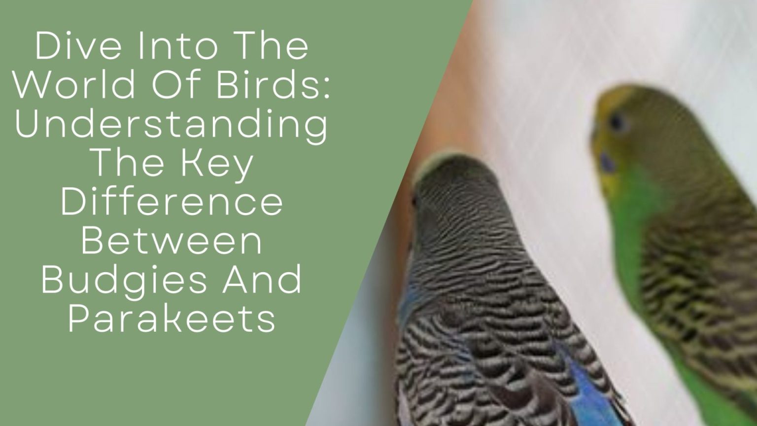 Dive Into The World Of Birds: Understanding The Key Difference Between ...